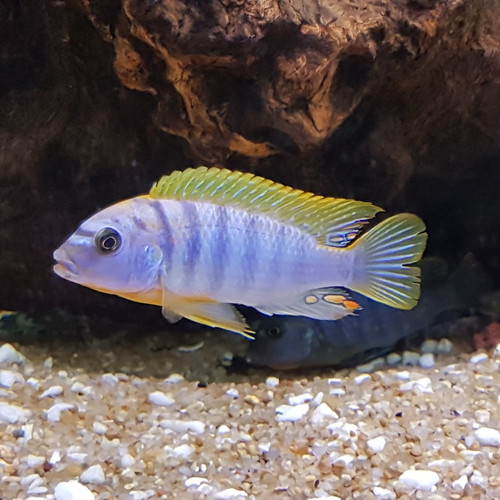 Labidochromis Hongi Sweden | ciclide