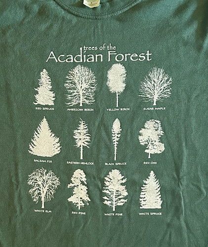 Trees of the Acadian Forest | robertlyongraphics