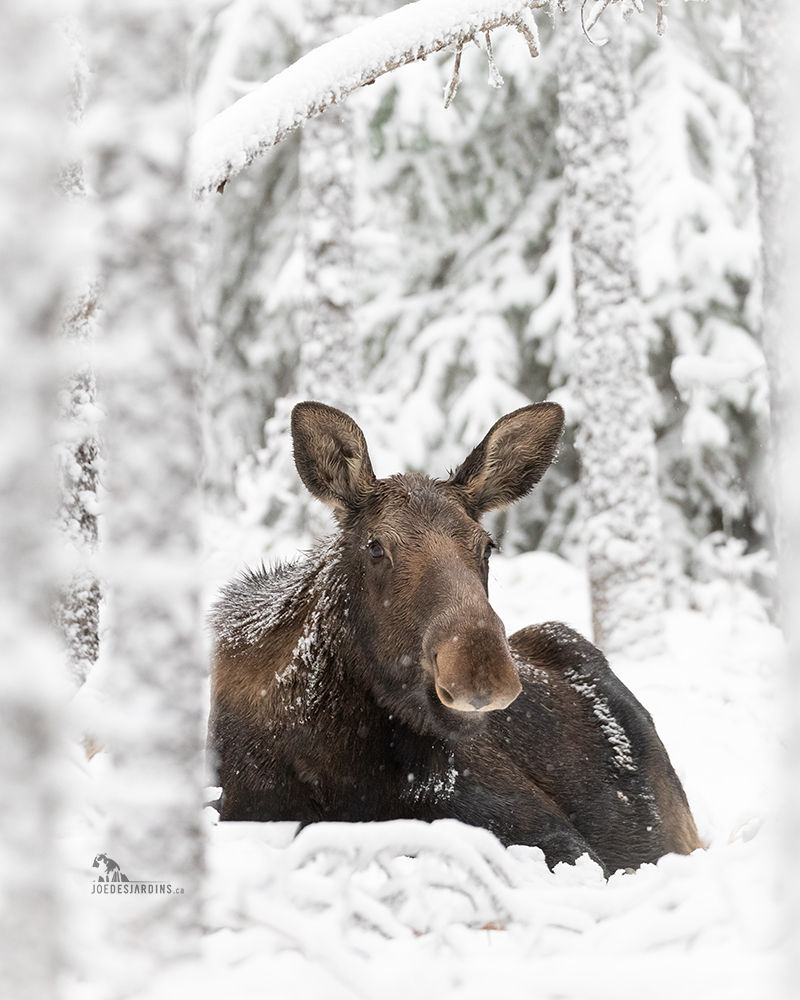 Moose | Joe Desjardins