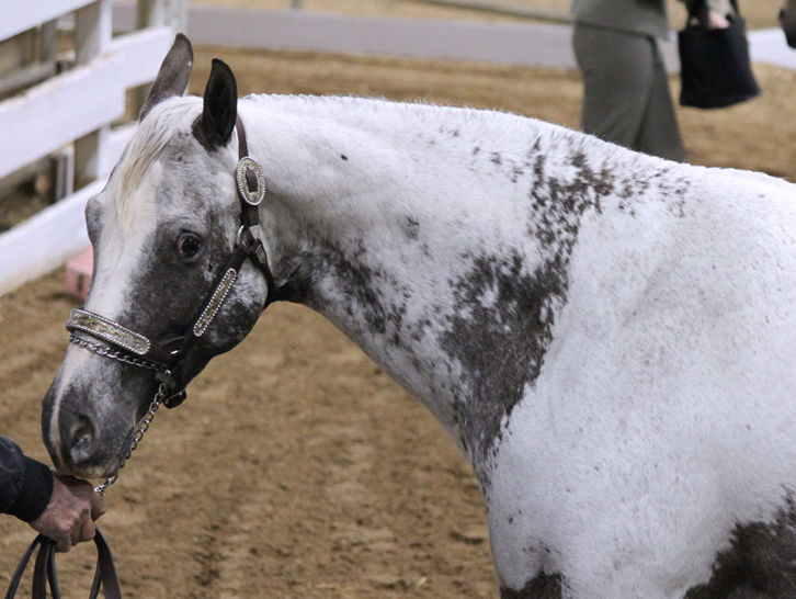 More examples of appaloosa color shifting