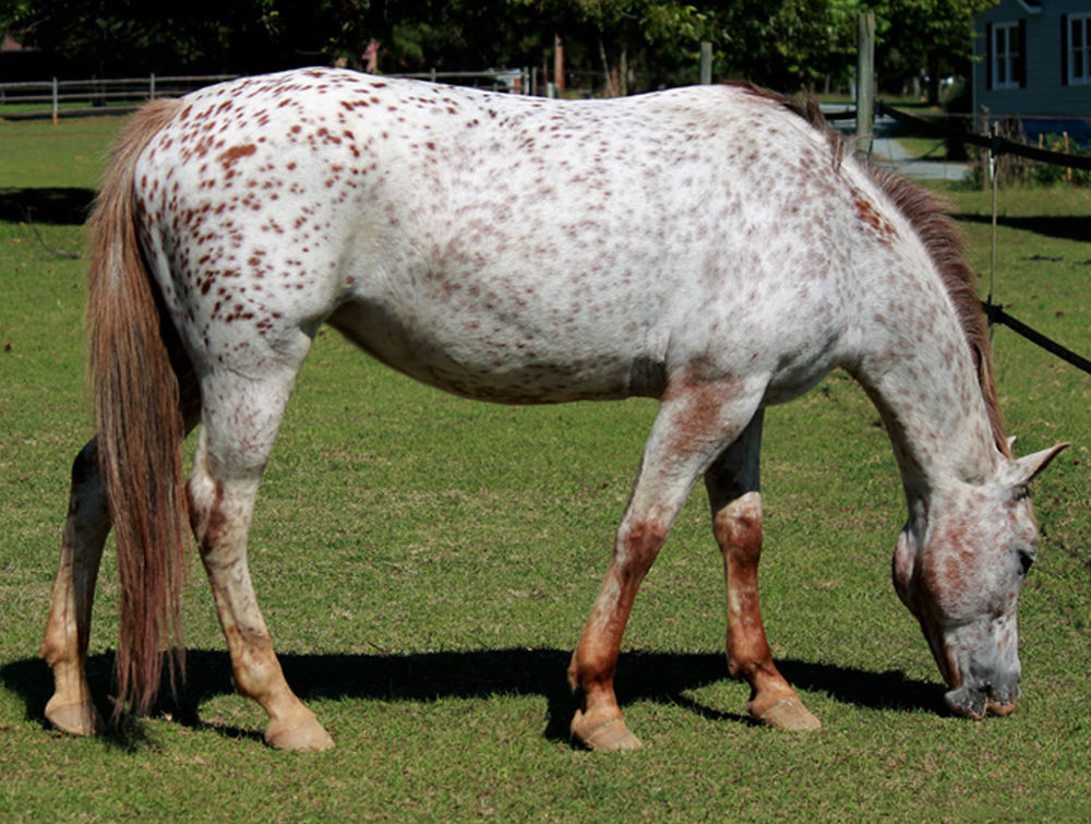 Mapping on appaloosas - part 2