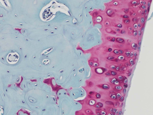 VitroView Safranin O Stain Kit for Cartilage (#VB-3028) | 루사이언스