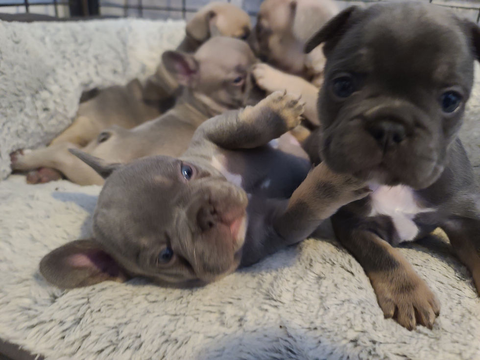 Roma's Litter | Ft Worth/Dallas - TX | Royal Vixen Frenchies