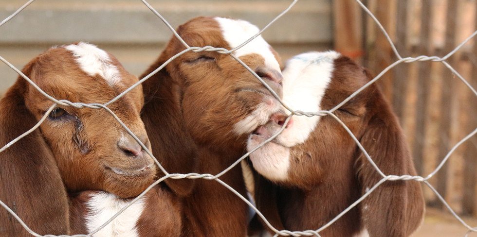 Gourits Gourits River Guest Farm | Accommodation & Camping | Western Cape