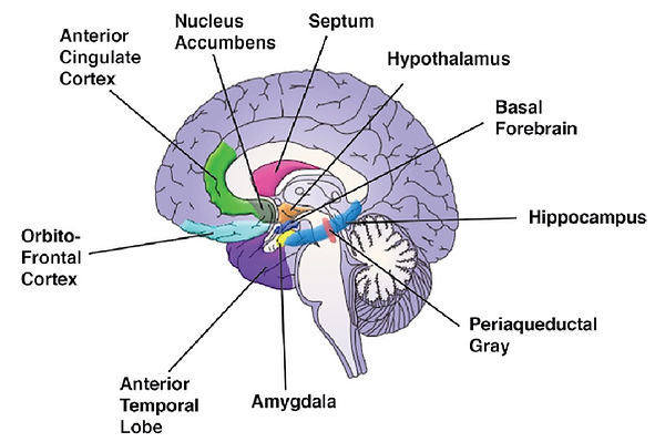 Mental Wellness & Emotions | The Exercise Science Academy Online