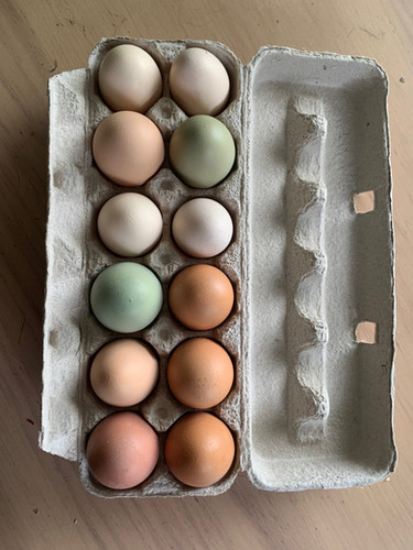 1 dozen eggs | Tiny Farm in Gore