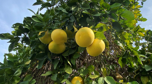 15 pounds Oro Blanco Grapefruit (January-March) | Kisling Farms