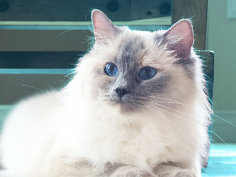 Our Ragdoll Girls | Untiloneday Ragdolls