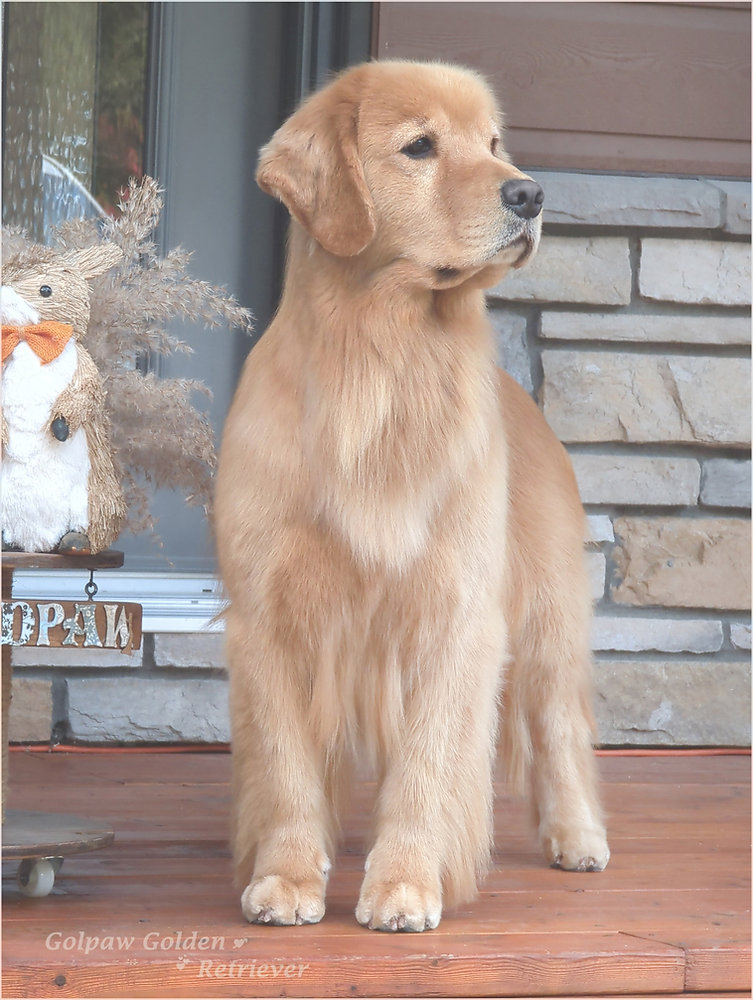 What Sets Boy and Girl Golden Retrievers Apart? Unveiling the Unseen ...