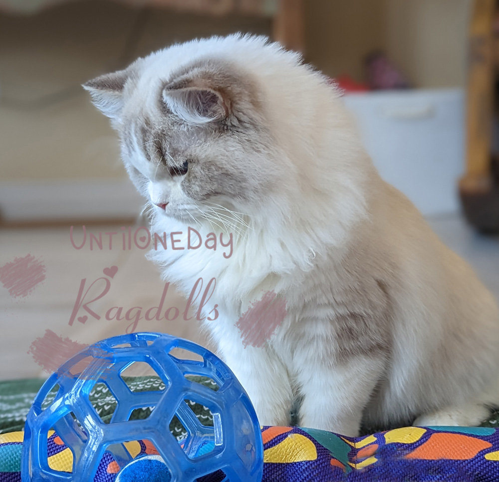 Fun Activities to Enjoy with Your Ragdoll Cat: Ideas and Inspiration