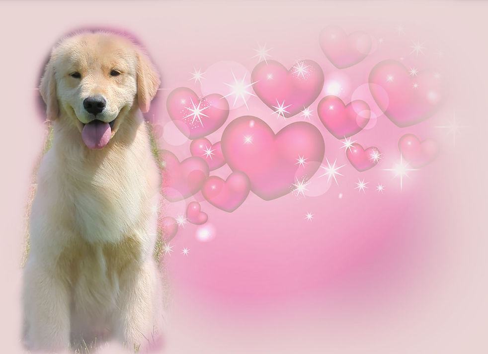 Adore | Goldpaw Regd Goldens