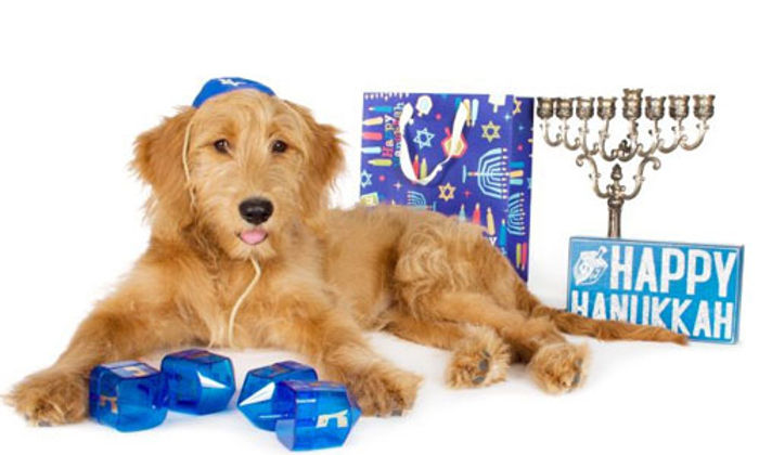 Guide to Celebrating Hanukkah Safely With Your Pets