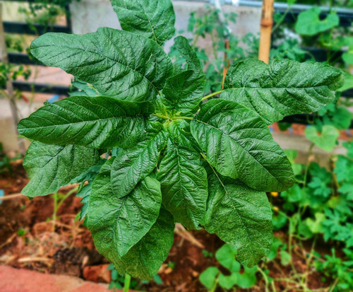 Perugu Thotakura (AndhraThotakura) - పెరుగు తోటకూర (4gms Seeds ...