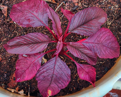 Yerra Thotakura (Red Amaranthus) - ఎర్ర తోటకూర (4gms Seeds) | SAILEELA ...