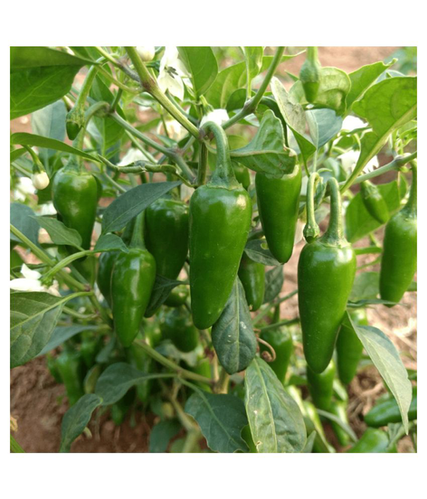 Hot Pepper Bullet Chilli - బులెట్ మిర్చి - 50 Seeds | SAILEELA STORE