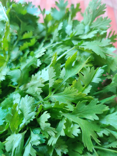 Coriander (Kothimeera) - కొత్తిమీర (10gms Seeds) | SAILEELA STORE