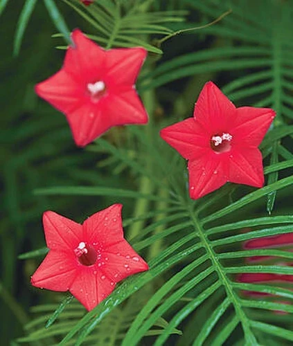 Red Glory Star Seeds - కాశిరత్నం | SAILEELA STORE