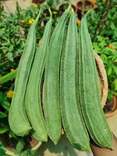 Beerakaaya (Ridge Gourd) - బీరకాయ (12 Seeds) | SAILEELA STORE