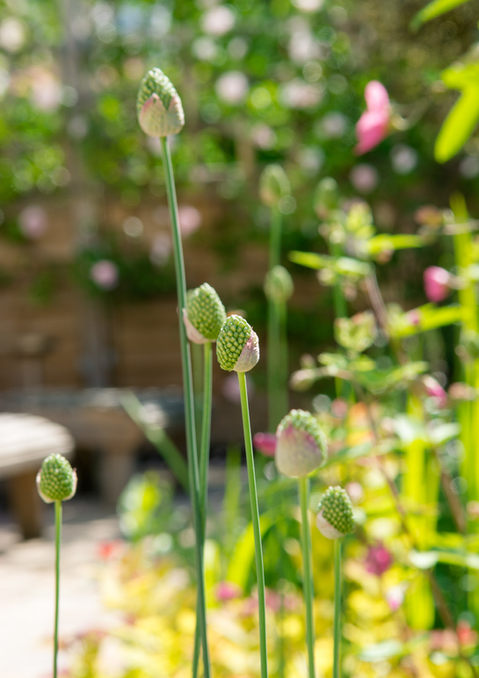 Laura's Gardens | Reigate Garden Design | Reigate, UK