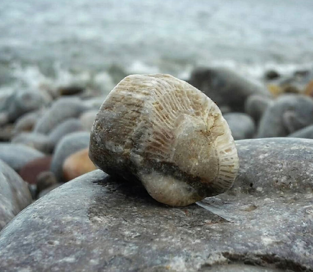 All you need to know about Scottish Fossils