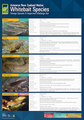 Whitebait species of New Zealand | Mountains to Sea Conservation Trust