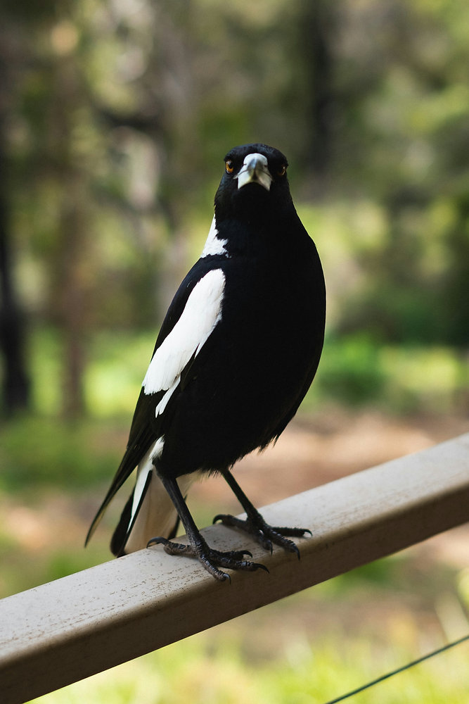 Australian Magpies: The Clever and Charismatic Songbirds