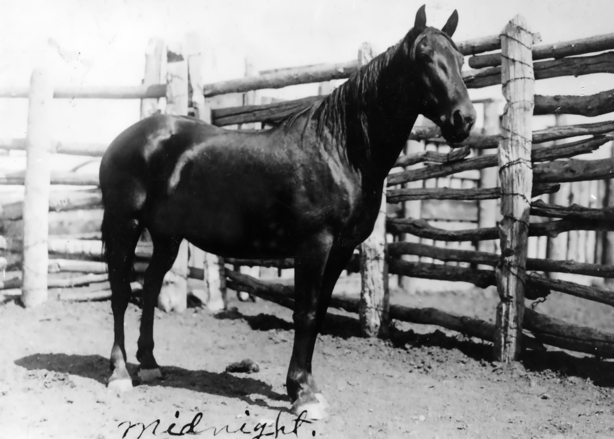 Animal Athletes, Midnight | Cheyenne Frontier Days Hall of Fame