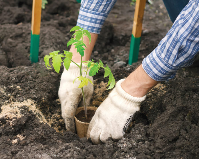 Protecting Early Season Plants | Krista Pasfield