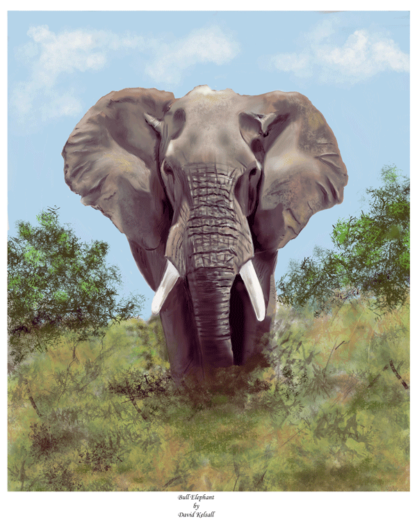 Bull Elephant | David Kelsall Art