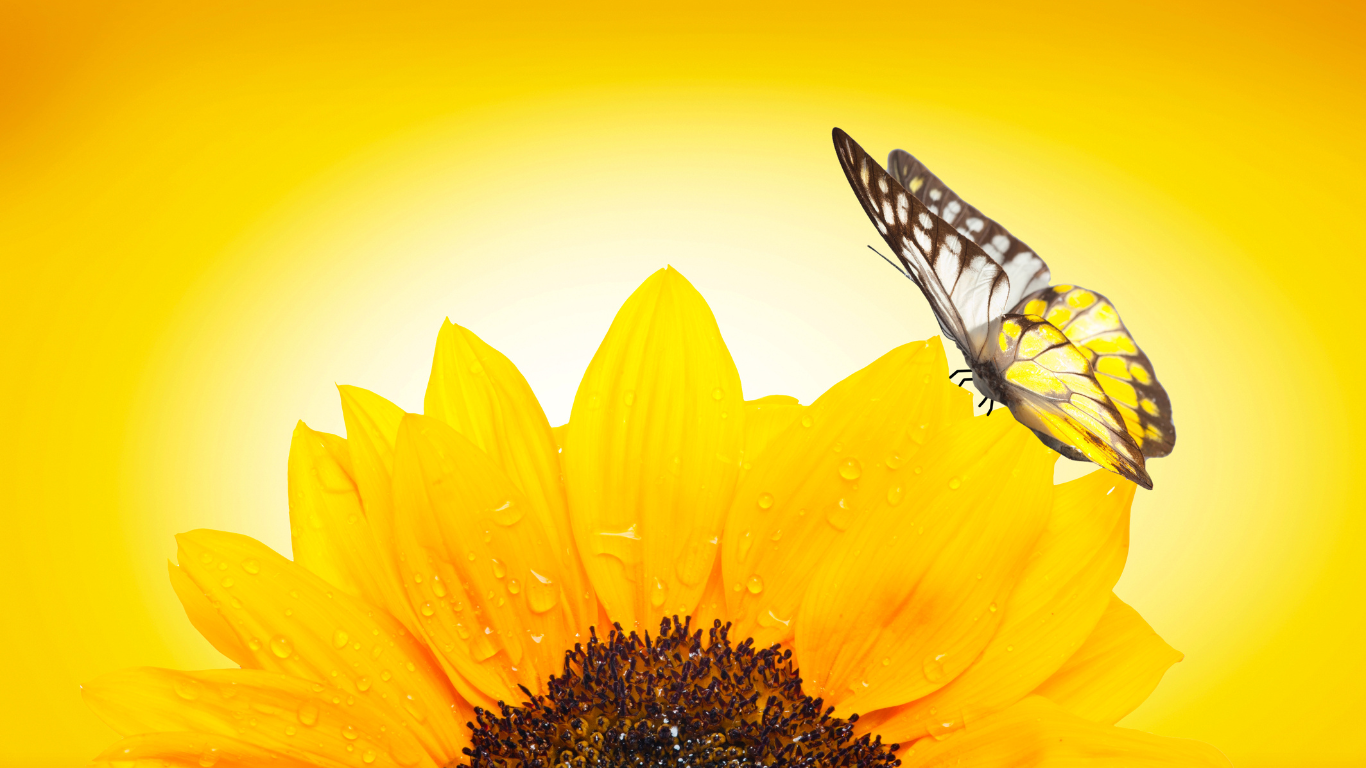 Evan ShaHeen | Sunflower Community