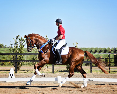 Velantis Breeding | Eurequine Stallions