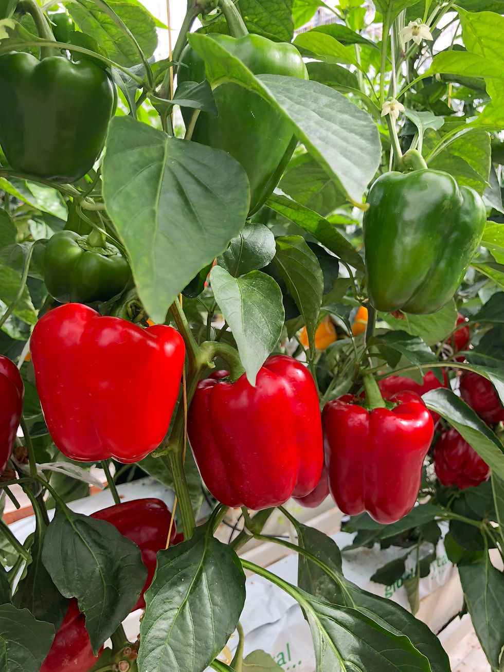 Block pepper | The Pepper Seed Company | Meewisse Seeds B.V.