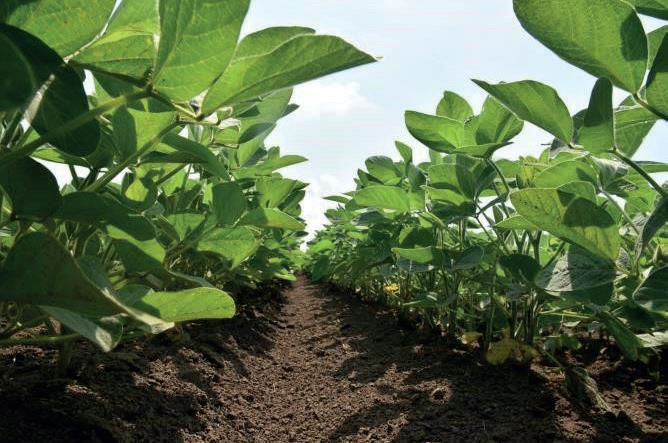 Practice Note 'Inter-row cultivation in soybean' available