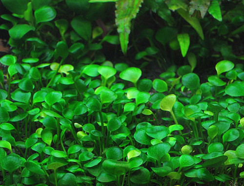 Marsilea crenata | Bio Aquatic