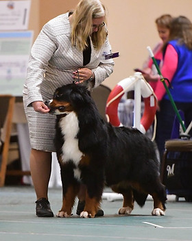 Bernese Girls | Jenda Bernese