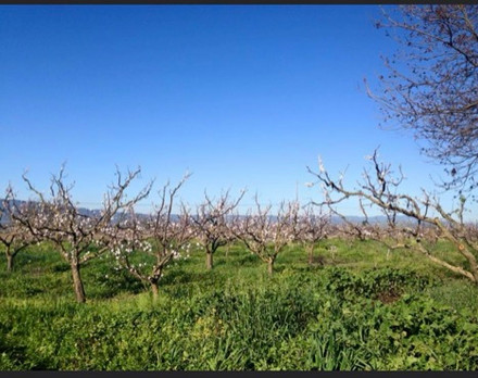 Home | Garza Family Farms