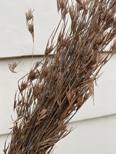 Tanglad grass | Naga Blooms