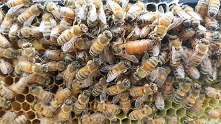 Home | Nebraska Beekeepers Association