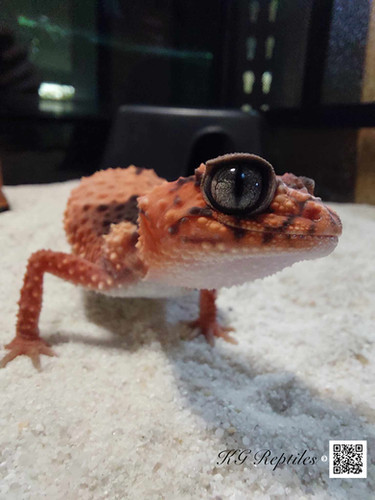 Nephrurus wheeleri - Southern Knob Tail Gecko | KG Reptiles WA