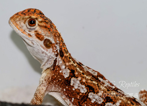 Western Netted Dragon - Ctenophorus retuculatus | KG Reptiles WA