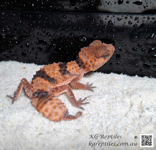 Nephrurus cinctus - Banded Knob Tail Gecko | KG Reptiles WA