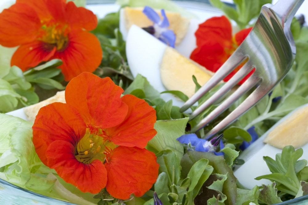VOCÊ GOSTA DE COMER FLORES?