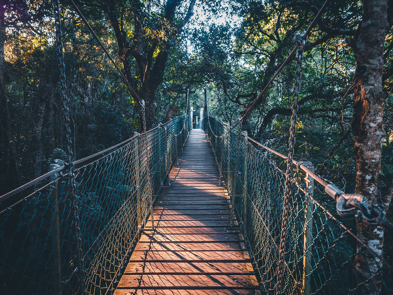 Booyong (Tree Top) Walk