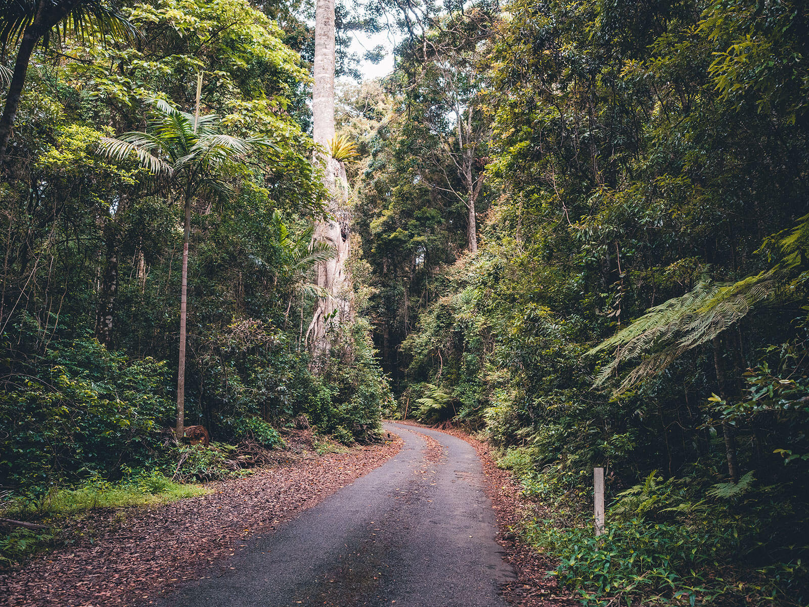 Lookout Road