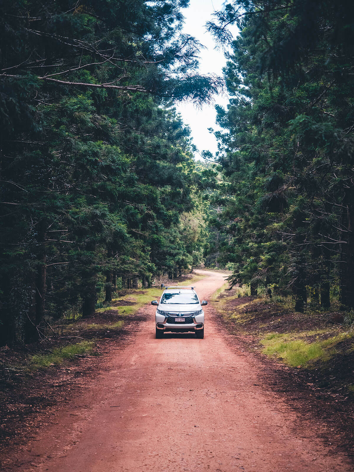 Mount Mee Forest Drive