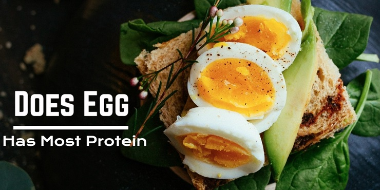 Which part of the egg has the most protein?