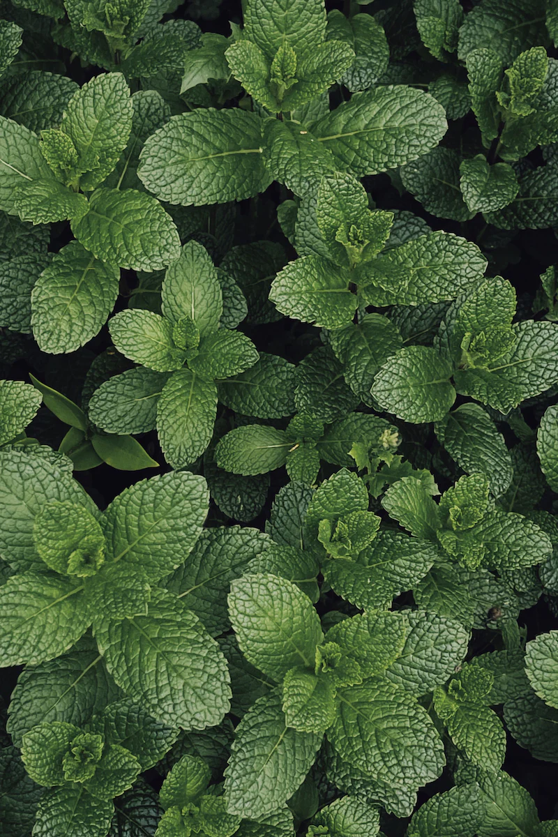 How to Grow Shade-Loving Herbs | Best Herbs for Low-Light Gardens