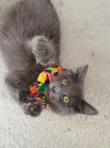 Cat Collar Ruffles | outpawed