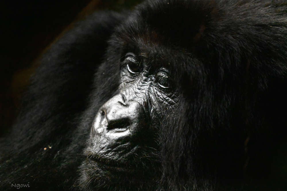 Trekking Gorillas in the Rwandan Mist - Ndifo Safari