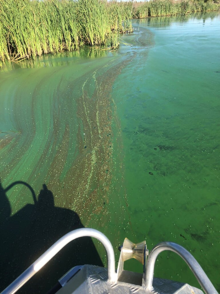 Why Use Ultrasonic Technology for Algae Control When Nutrients Are the ...